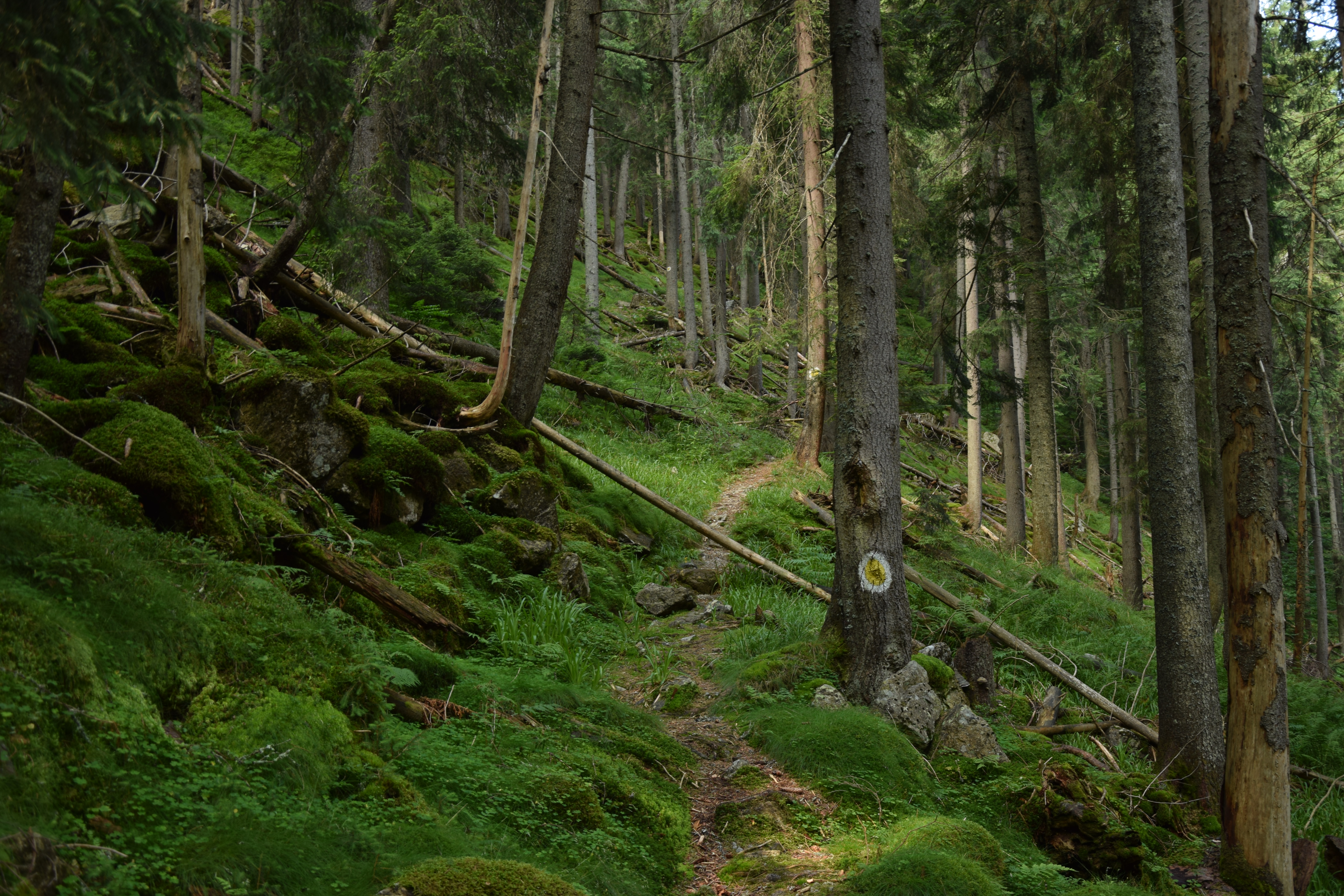 Legătura 16 BG şi 17 TR cu 18 CA | Muntii Nostri