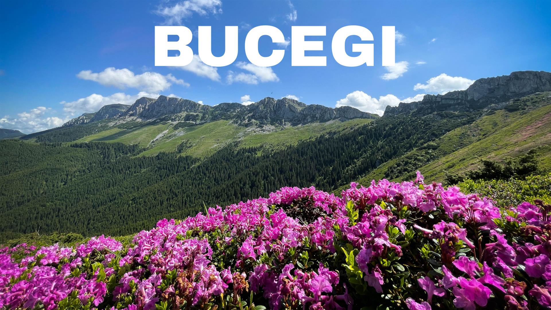 Bucegi | Rododendron,Saua Strunga,vf.Batrana,Poiana Gutanu | Muntii Nostri