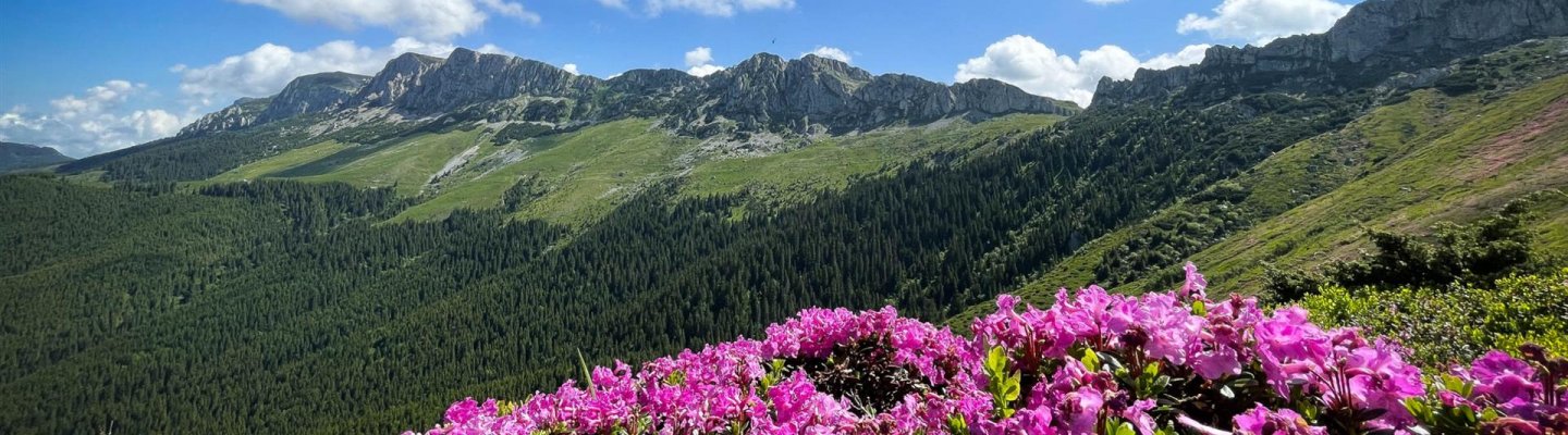 Bucegi | Rododendron,Saua Strunga,vf.Batrana,Poiana Gutanu | Muntii Nostri